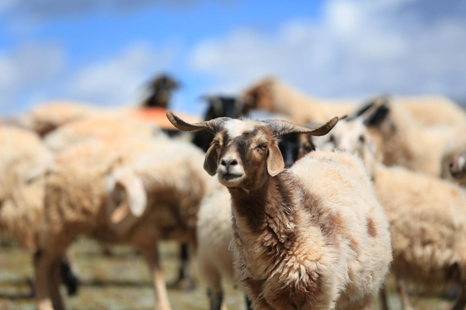 Cashmere: Where It Comes From and Why? | Curated Cashmere